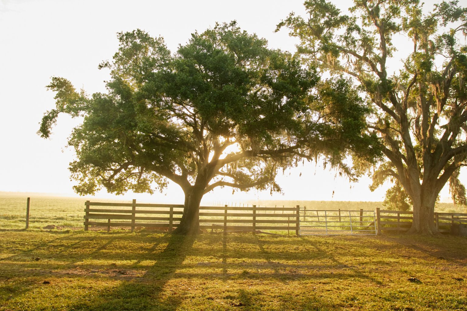 DeSoto County, Florida: An Untamed, Wild Destination